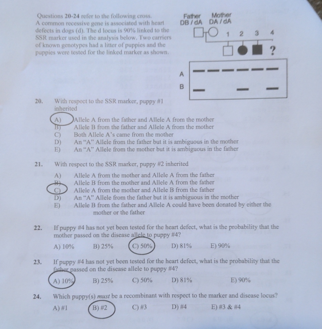 Solved Questions 20-24 ﻿refer to the following cross. A | Chegg.com