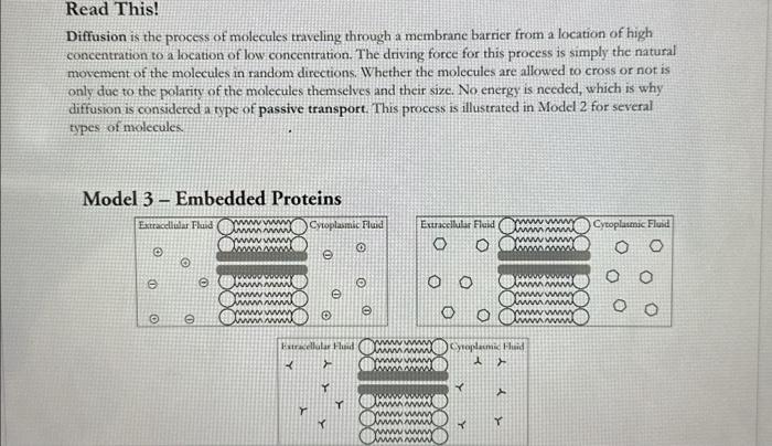 Model 2 - Selectively Permeable Cell Membrane | Chegg.com
