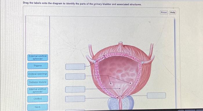 Solved Drag the labels onto the diagram to identify the | Chegg.com