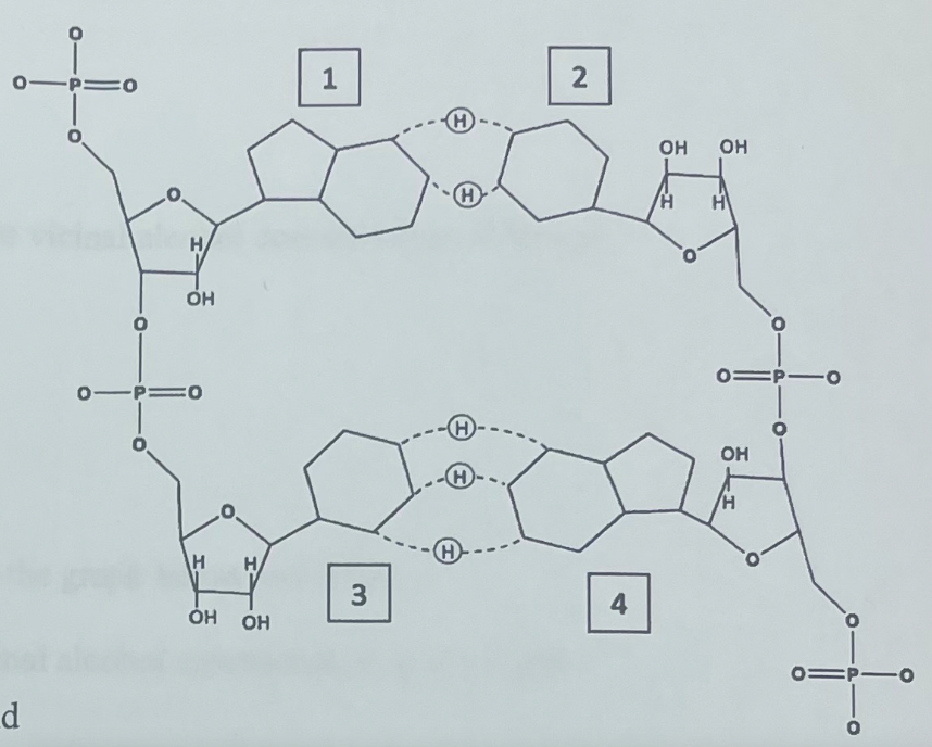 Solved This figure shows Watson-Crick base pairing between | Chegg.com