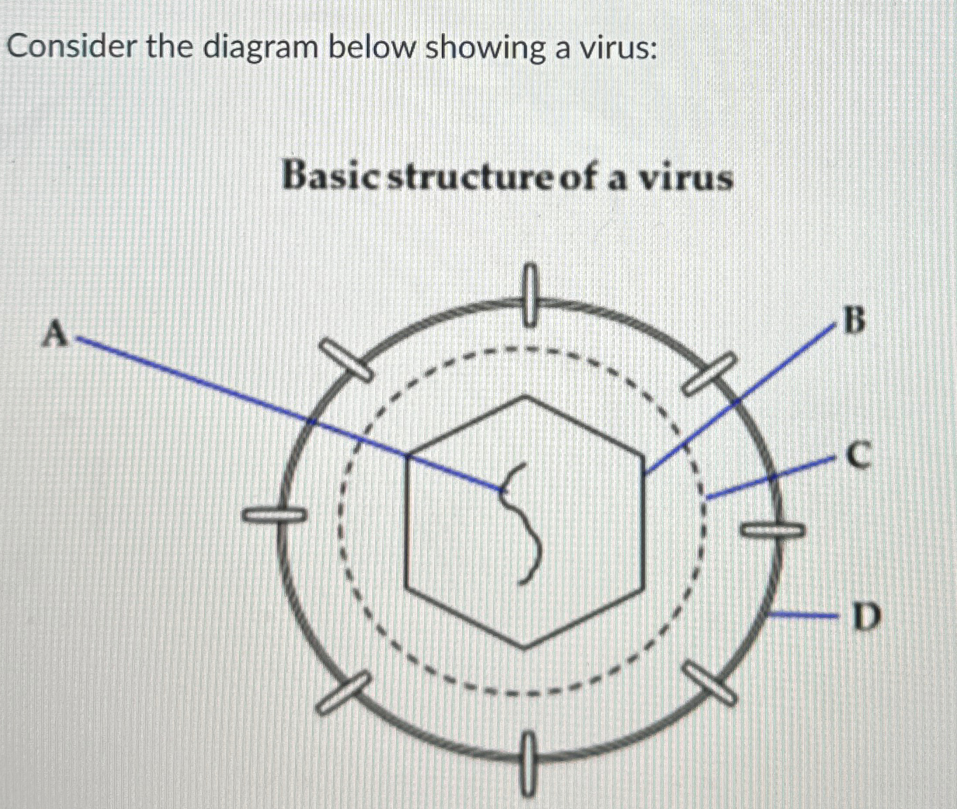 Solved Consider the diagram below showing a virus:Basic | Chegg.com