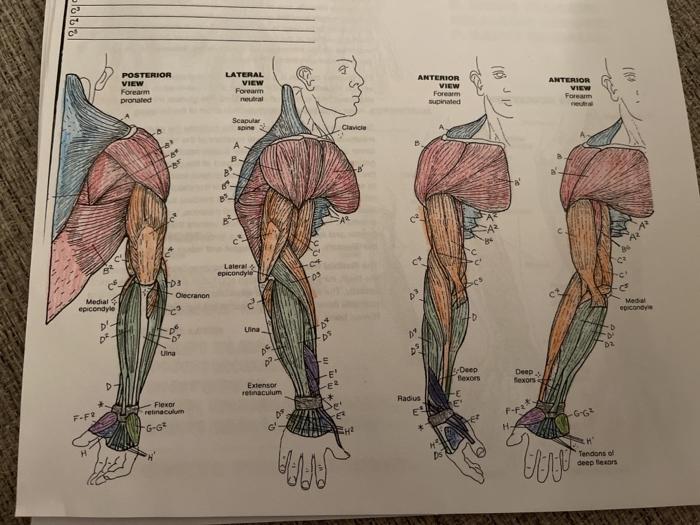 Solved MUSCLENOVODNI D 58 MUSCULAR SYSTEM / UPPER LIMB | Chegg.com