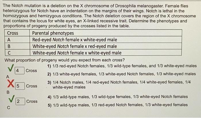 Solved The Notch mutation is a deletion on the X chromosome | Chegg.com