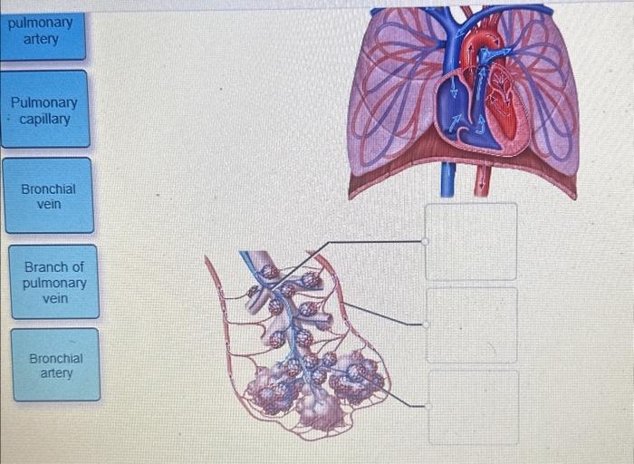 Solved Identify the blood vessels shown in the close-up view | Chegg.com