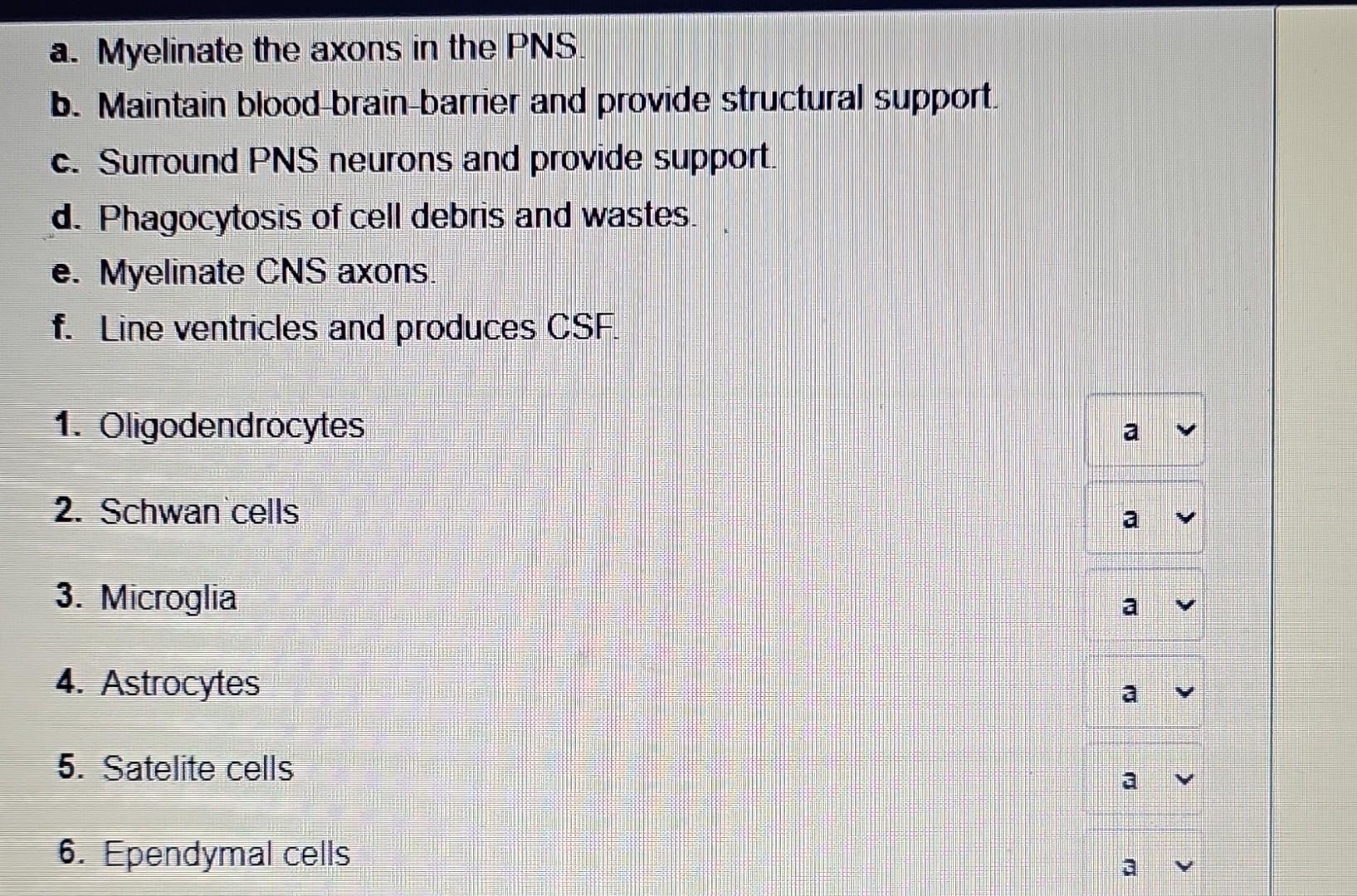 Solved a. Myelinate the axons in the PNS b. Maintain | Chegg.com