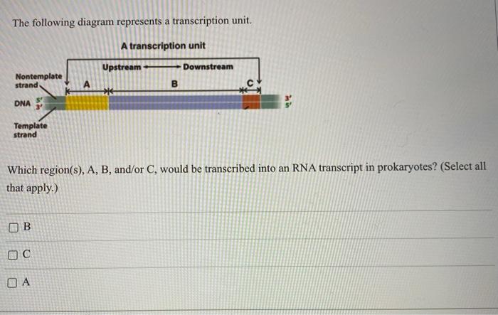 Solved The following diagram represents a transcription | Chegg.com