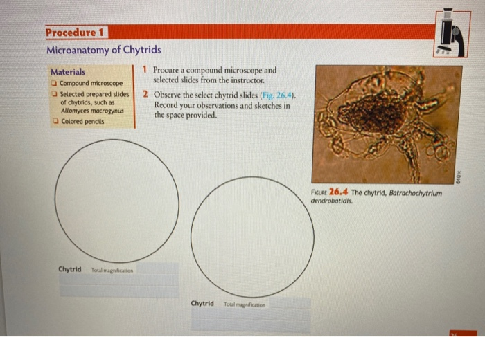 Procedure 1 Microanatomy of Chytrids Materials 1 | Chegg.com