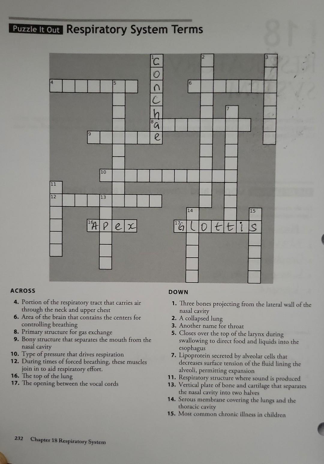 Solved Puzzle It Out Respiratory System Terms ACROSS DOWN 4. | Chegg.com