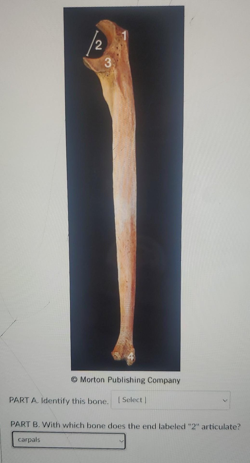 (c) Morton Publishing Company PART A. Identify this | Chegg.com