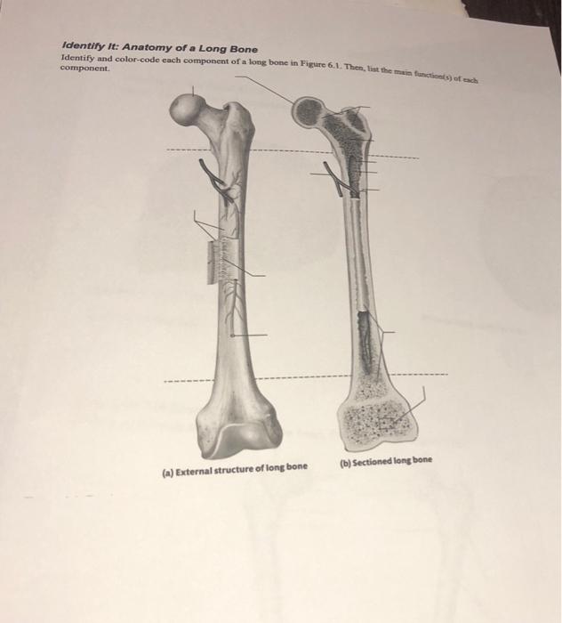 Solved Identify It: Anatomy of a Long Bone Identify and | Chegg.com