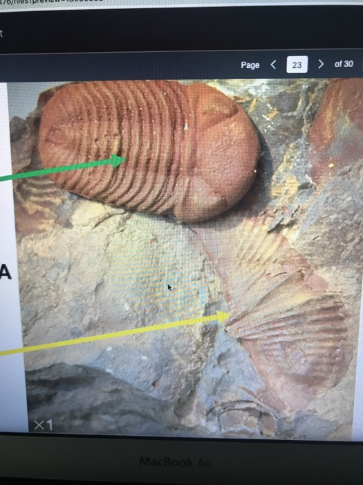 Solved VITY 3 Use Index Fossils to Date Rocks and Events | Chegg.com