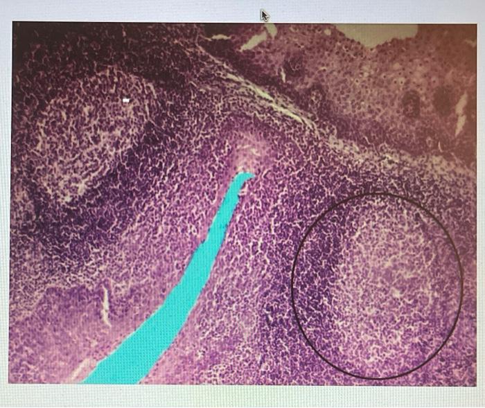 Solved 1. What is the structure highlighted in aqua blue? 2. | Chegg.com