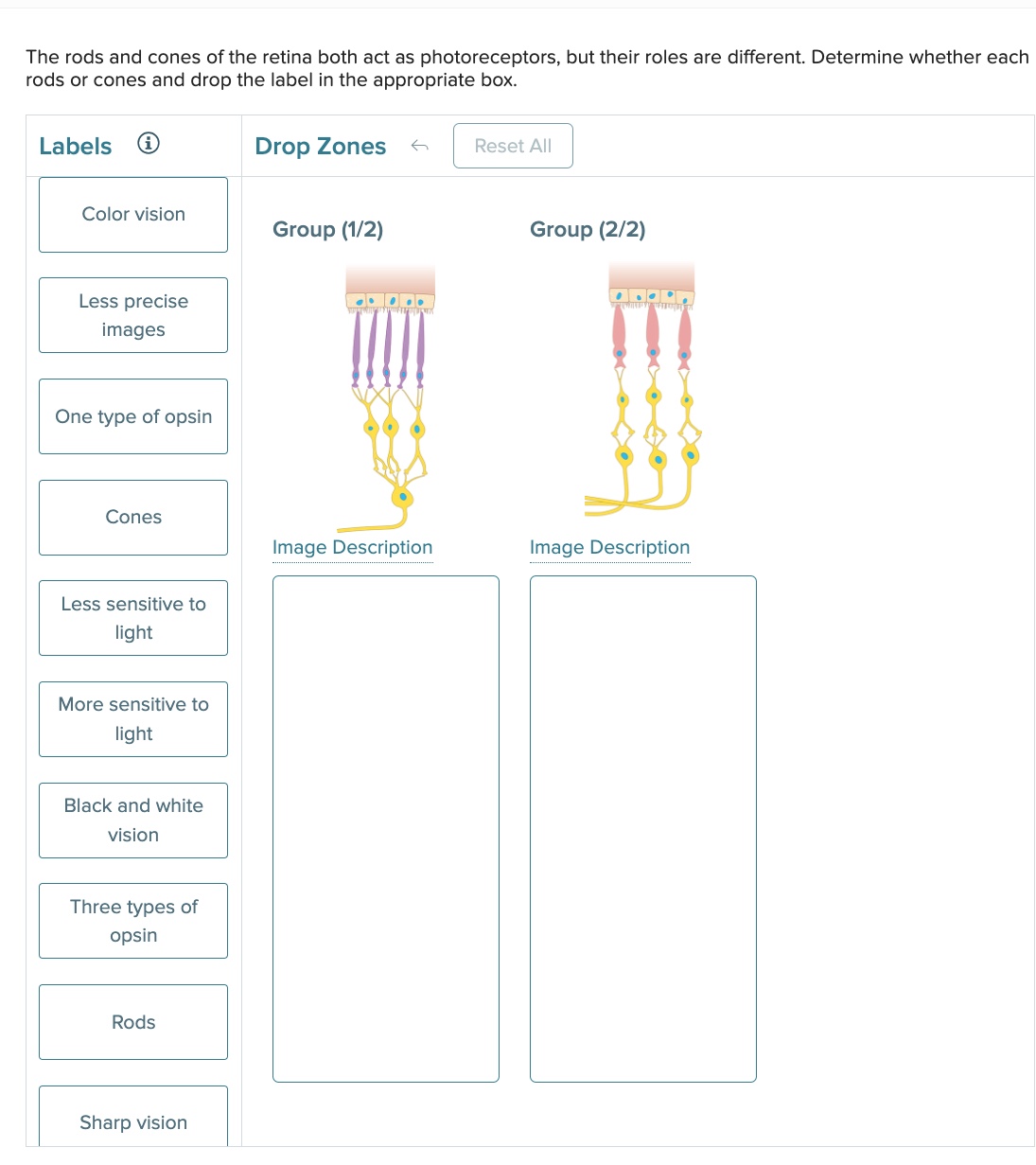 Solved The rods and cones of the retina both act as | Chegg.com
