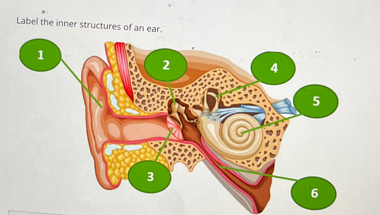Solved Label the inner structures of an ear. | Chegg.com
