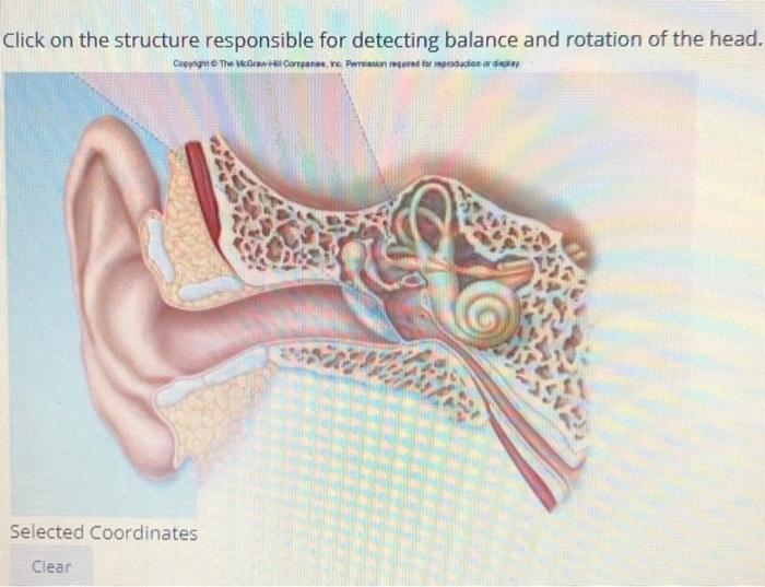 Solved Click on the structure responsible for detecting | Chegg.com