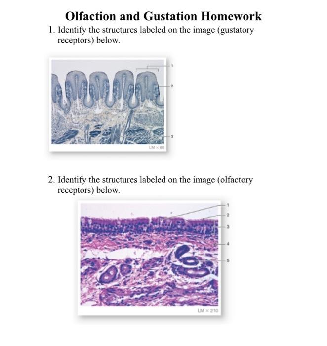 Solved Olfaction and Gustation Homework 1. Identify the | Chegg.com
