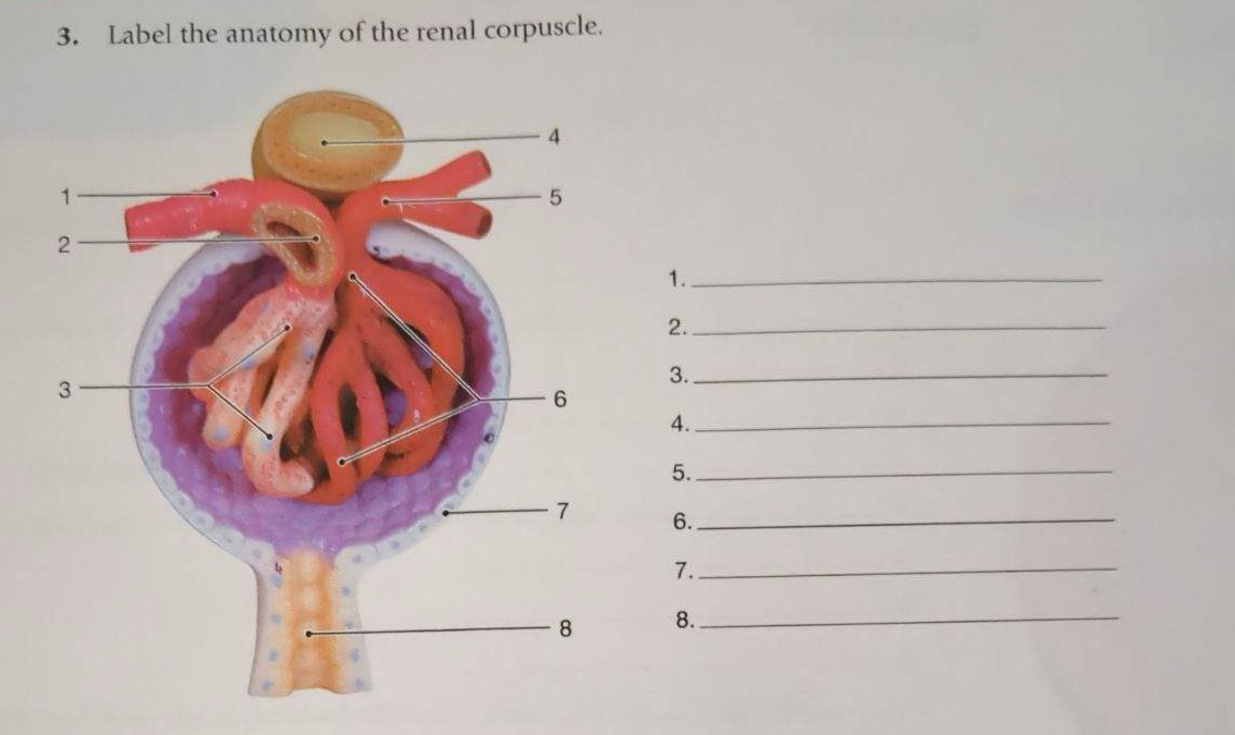 Solved Label the anatomy of the renal corpuscle. q, | Chegg.com