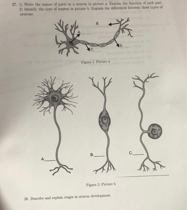 Solved 27. 1) Write the names of parts in a neuron in | Chegg.com