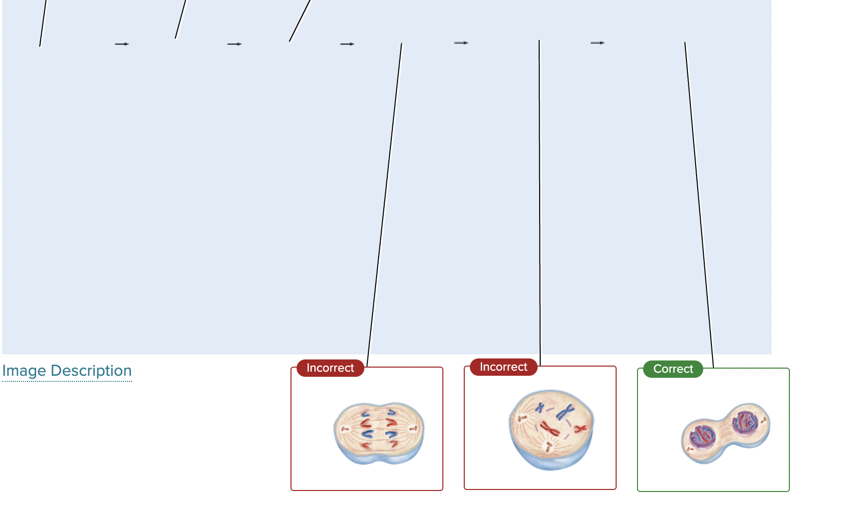 [Solved]: Place the images in the correct order of stages o