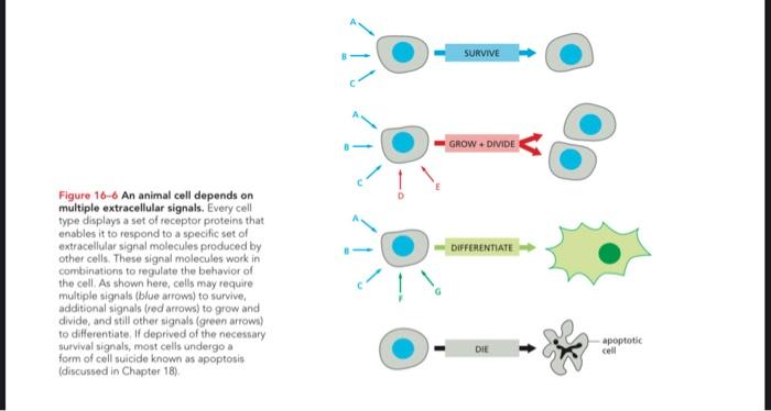 Solved QUESTION 16-20 It seems counterintuitive that a cell, | Chegg.com