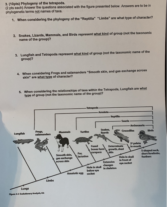 Solved 3. (10pts) Phylogeny of the tetrapods. (2 pts each) | Chegg.com