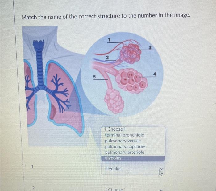 Solved Match the name of the correct structure to the number | Chegg.com
