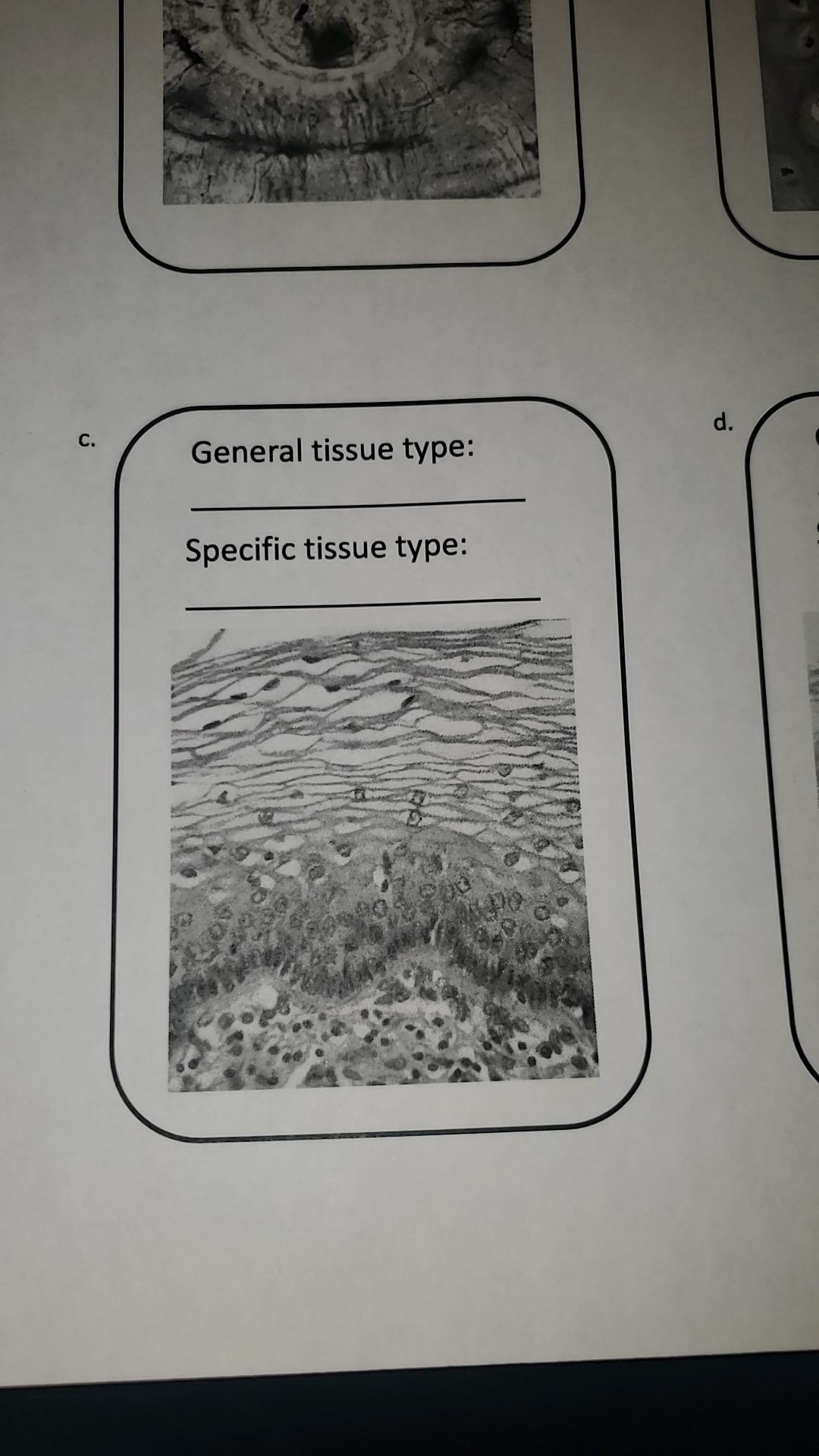 Solved General tissue type:Specific tissue type: | Chegg.com