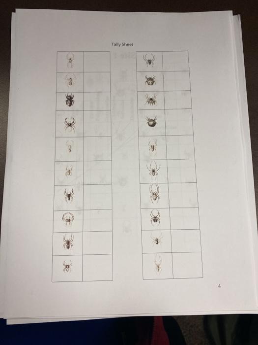 Solved Name Worksheet 1: Measuring spider diversity On the | Chegg.com