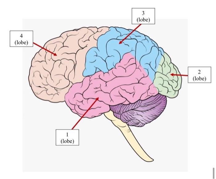 Solved 3 (lobe) 4 (lobe) 2 (lobe) 1 (lobe) 11 1-12: | Chegg.com