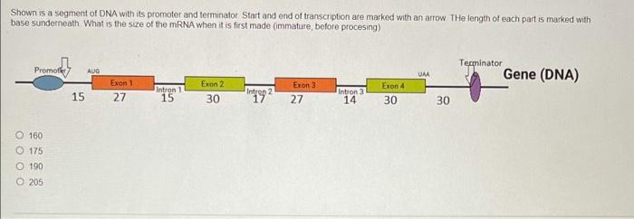 Solved Shown is a segment of DNA with its promoter and | Chegg.com