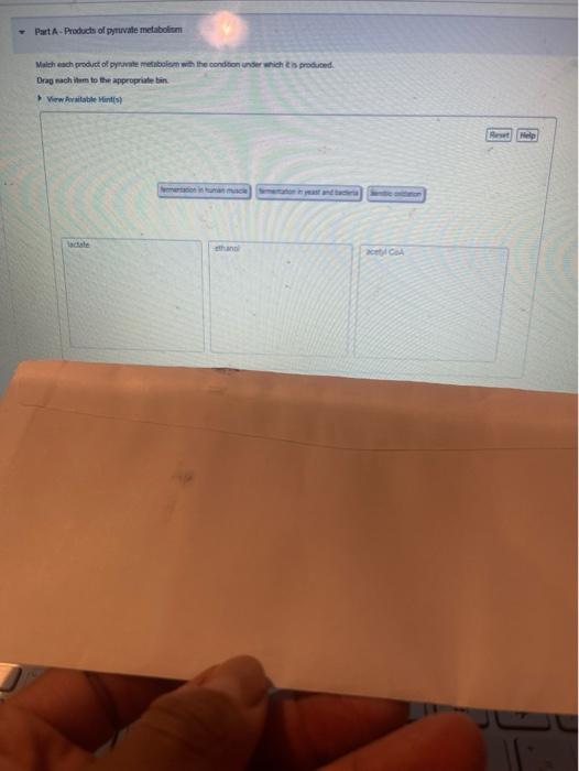 Solved Part A - Products of pyruvate metabolism Match each | Chegg.com