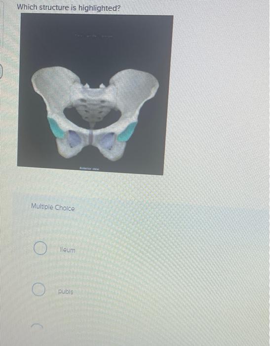 Which structure is highlighted? Multiple Choice leum | Chegg.com
