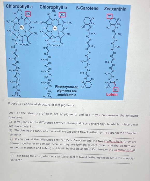 Solved Figure 11: Chemical structure of leaf pigments. Look | Chegg.com