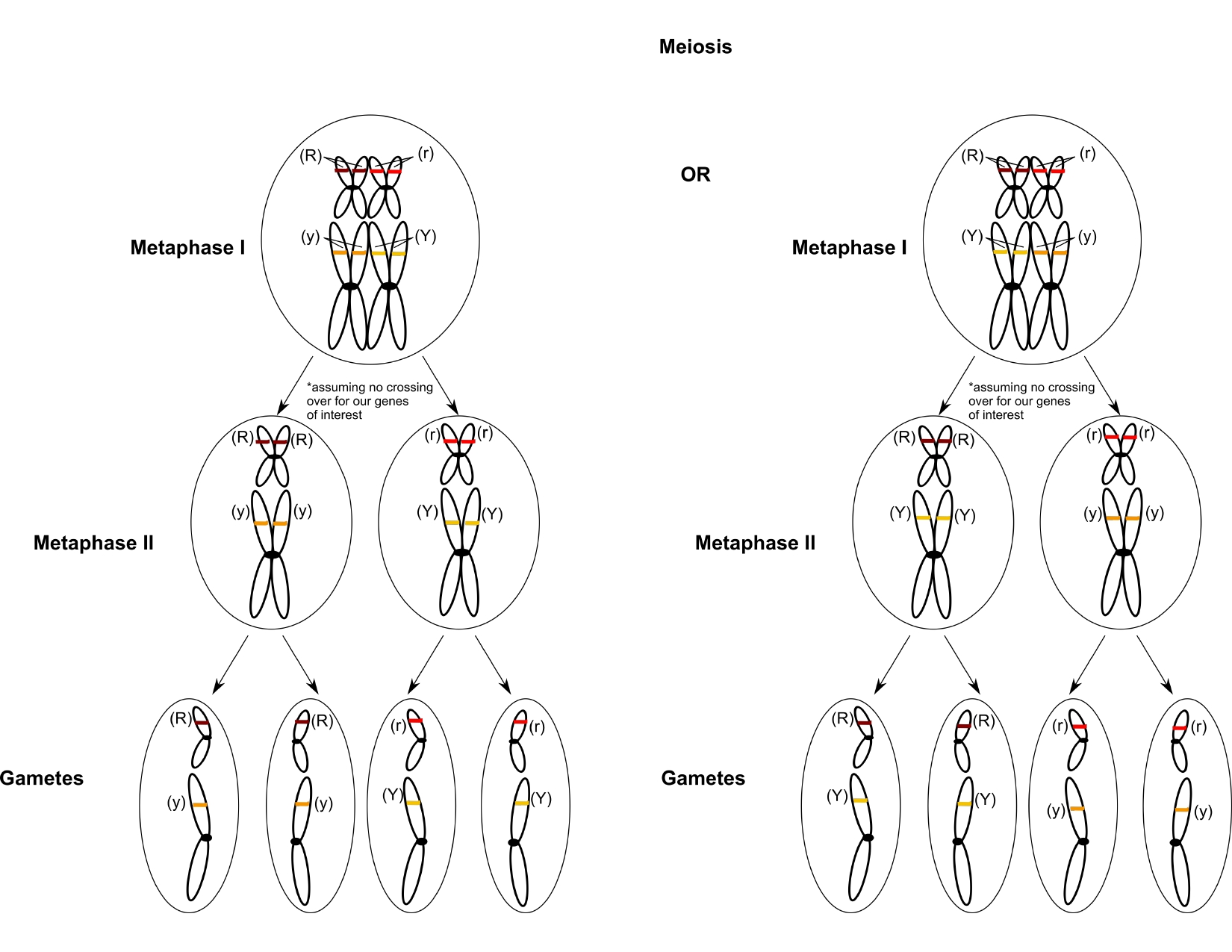 Solved Meiosisthe Meiosis Diagram Highlights Independent