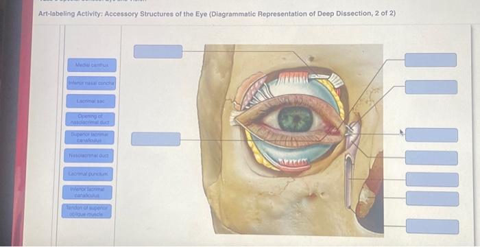 Solved Art-labeling Activity: Accessory Structures of the | Chegg.com