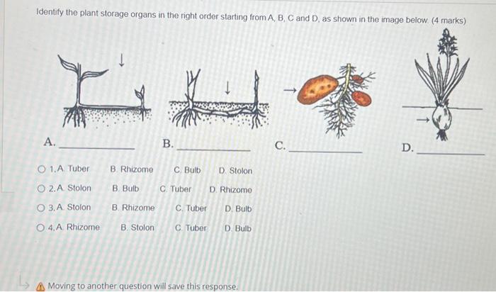 Solved Identify the plant storage organs in the right order | Chegg.com