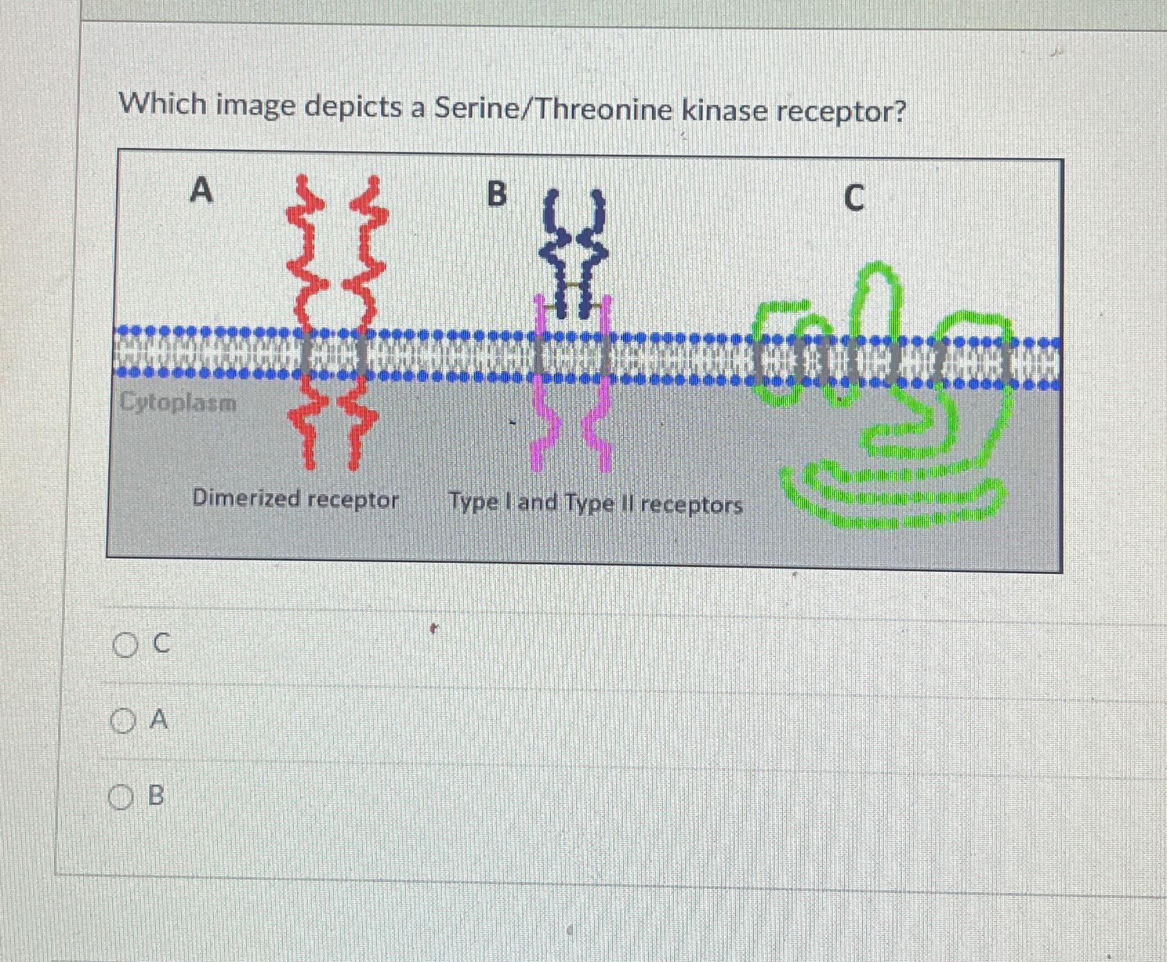 Solved Which image depicts a Serine/Threonine kinase | Chegg.com