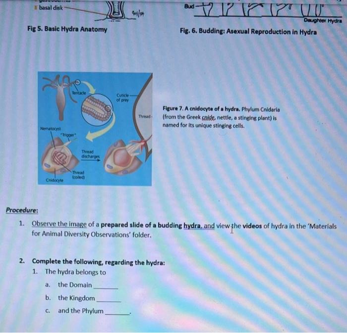 Solved Fig 5. Basic Hydra Anatomy Fig. 6. Budding: Asexual | Chegg.com