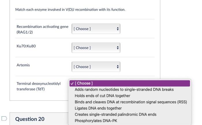 Solved Match each enzyme involved in VID)) recombination | Chegg.com