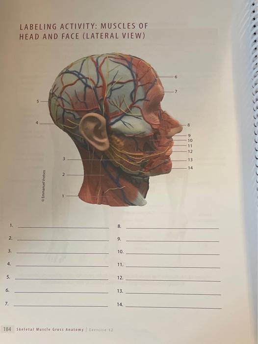 Solved LABELING ACTIVITY: MUSCLES OF HEAD AND FACE (LATERAL | Chegg.com