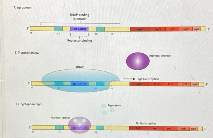 Solved A) trp operon RNAP-binding (promoter) OPERATOR tra | Chegg.com