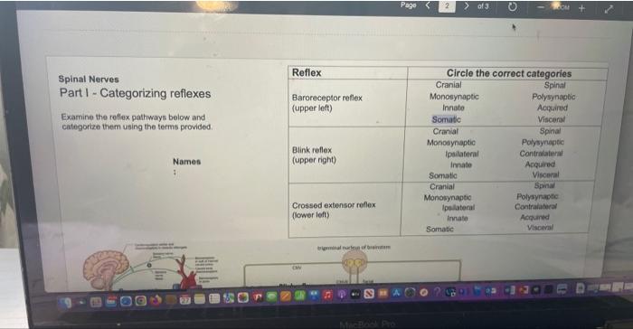diagram the refiex pathways described. Be as specific | Chegg.com