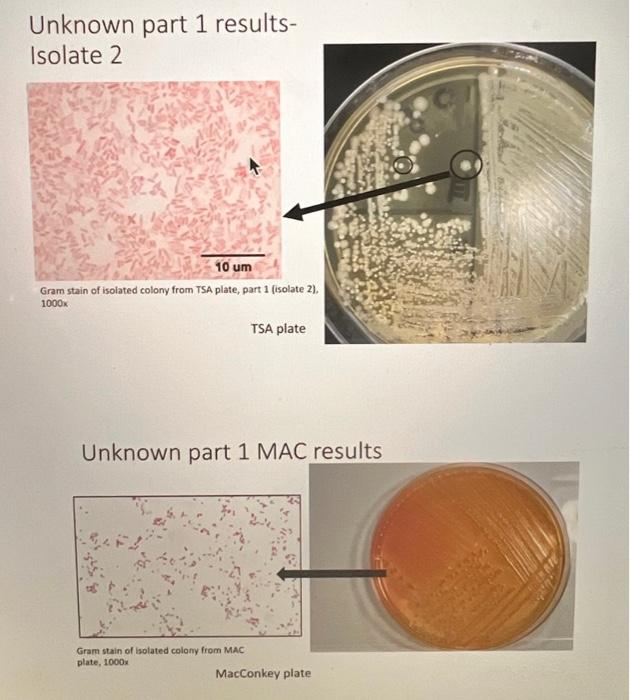 Solved BIOL 260 Unknowns Lab Part 1: Data Unknown Sample | Chegg.com