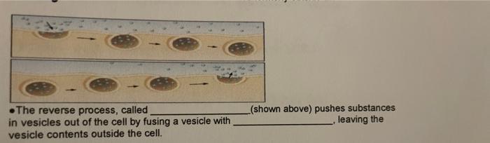 Solved The reverse process, called in vesicles out of the | Chegg.com