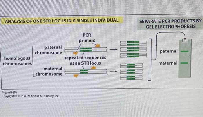(A) ANALYSIS OF ONE STR LOCUS IN A SINGLE | Chegg.com