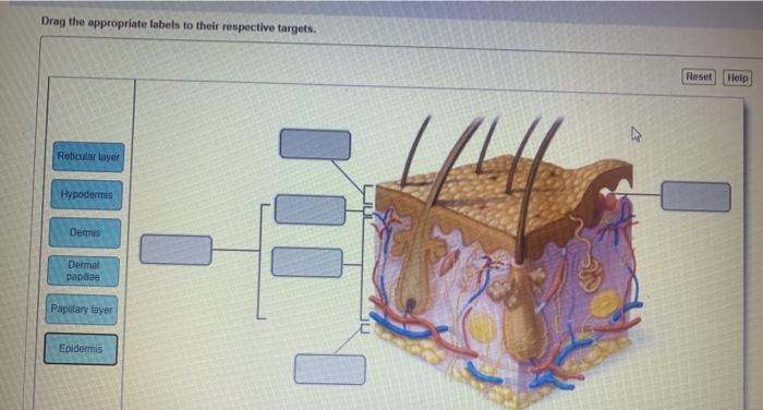 Solved Drag the appropriate labels to their respective | Chegg.com