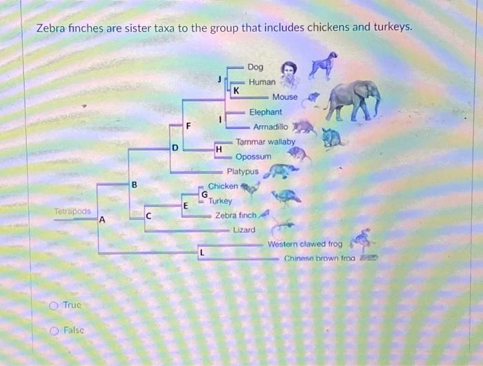Solved Zebra finches are sister taxa to the group that | Chegg.com