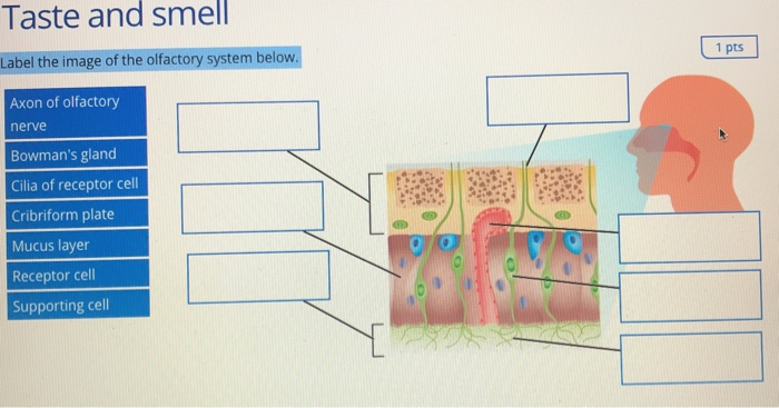 Solved Taste and smell 1 pts Label the image of the | Chegg.com
