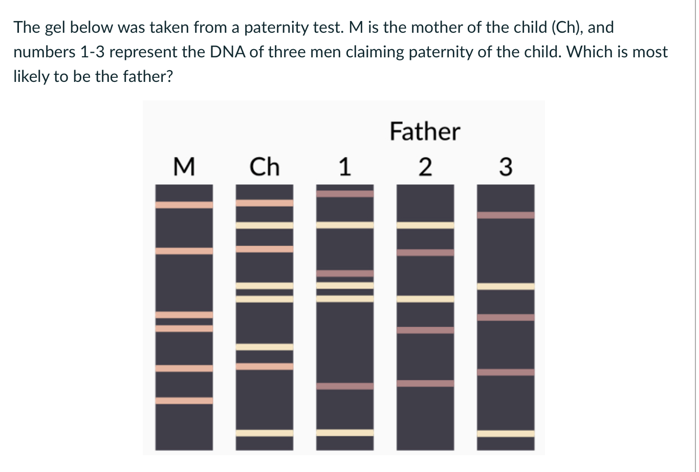 Solved The gel below was taken from a paternity test. M ﻿is | Chegg.com