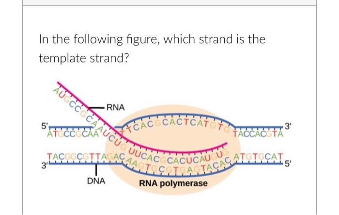 Solved In the following figure, which strand is the template | Chegg.com